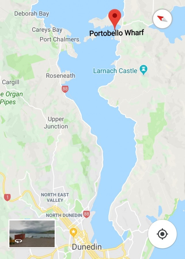 Albatross, seals and Wildlife Cruises Dunedin